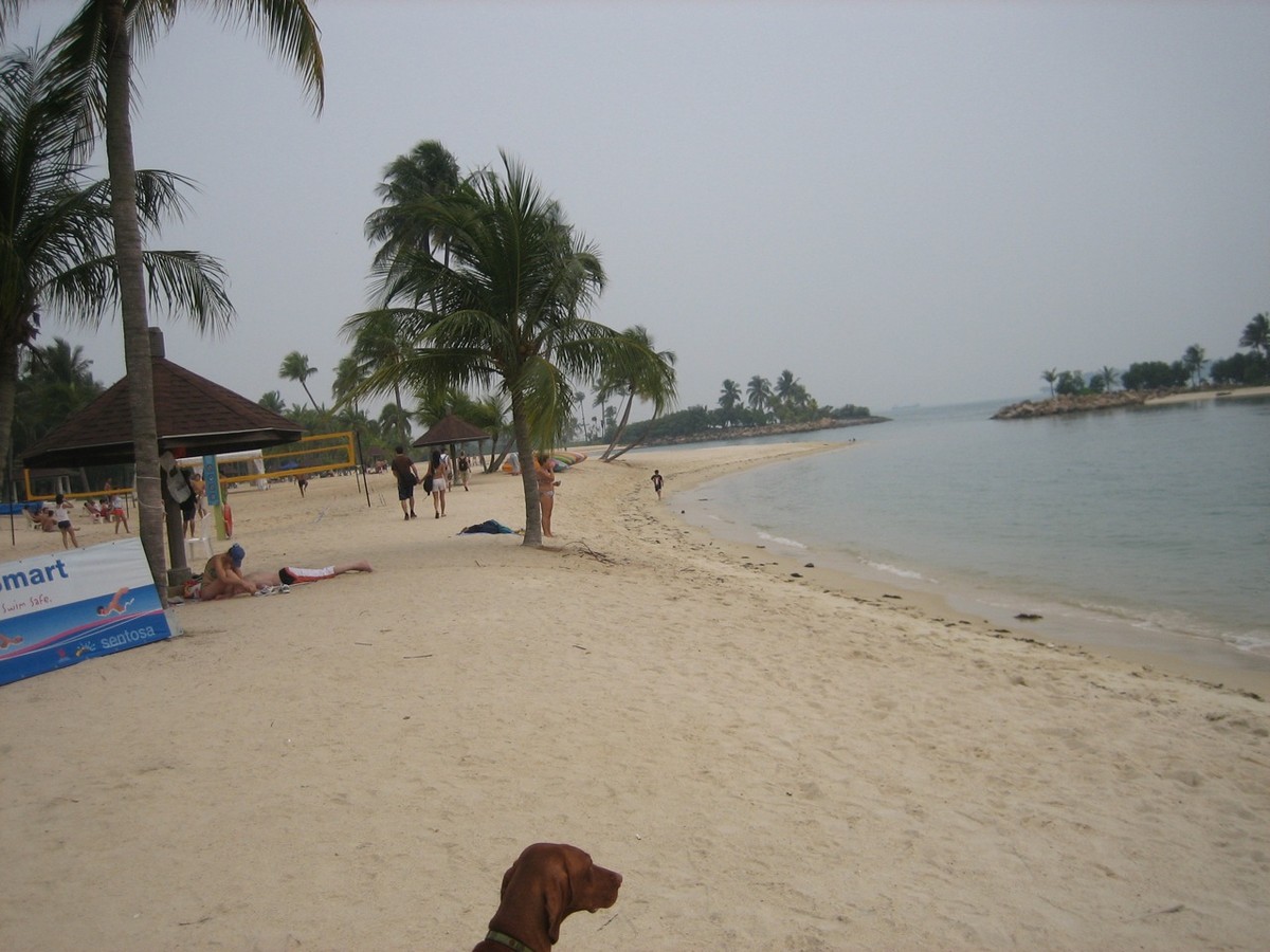 Axoplasm / Sentosa Island, Original Sin, Night Safari